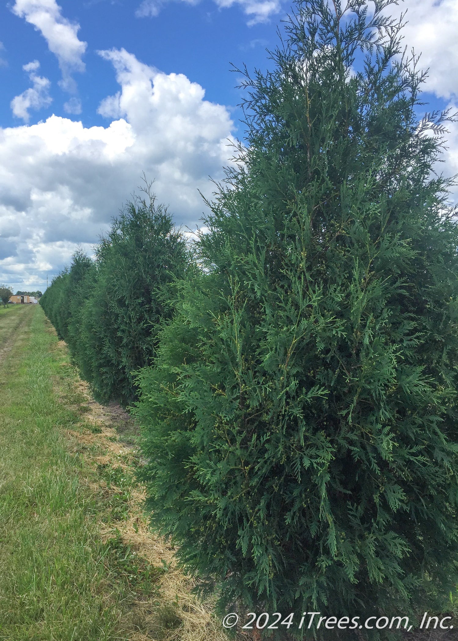 Buy Techny Arborvitae Trees | Planting & Warranty - iTrees.com