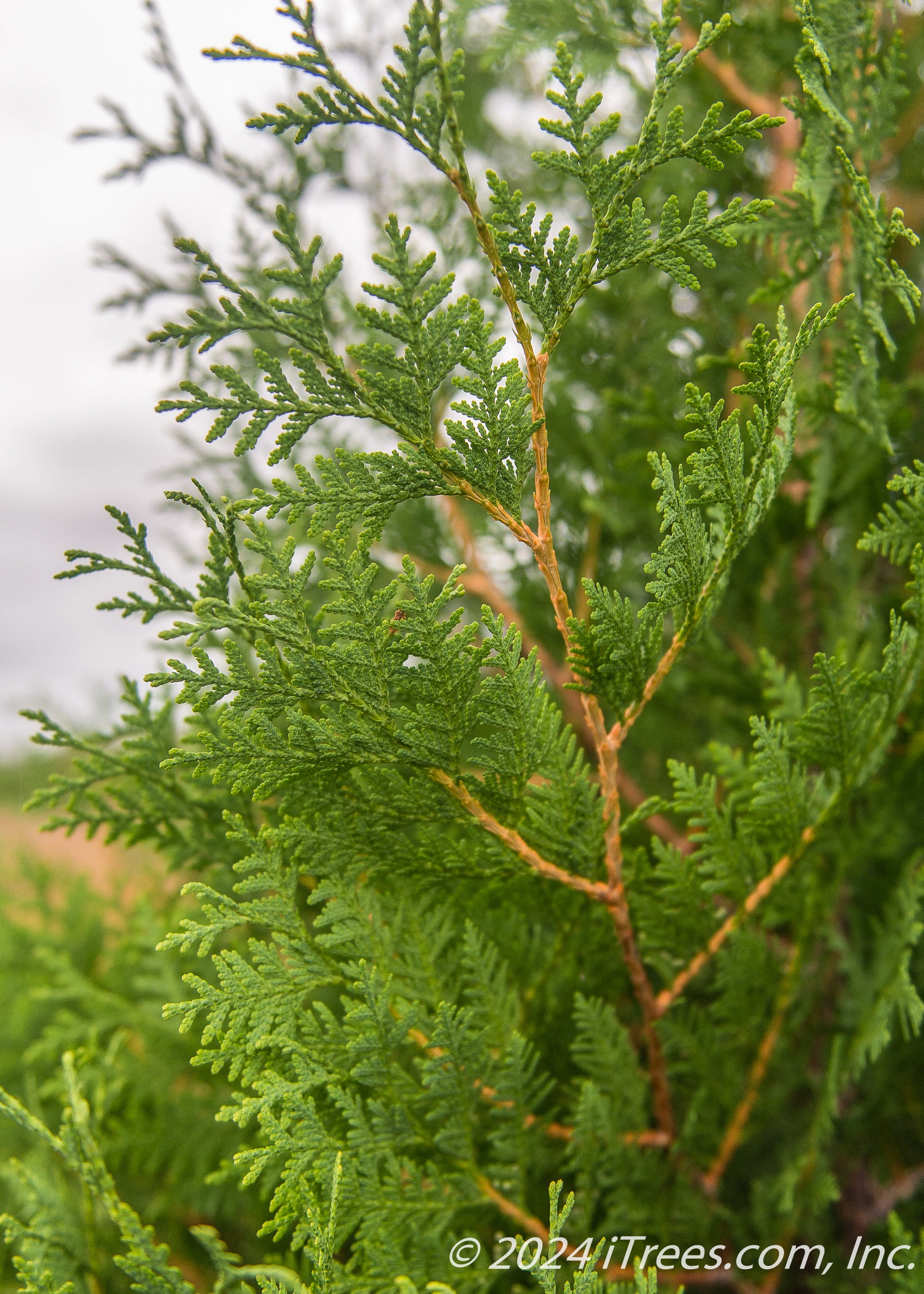 Buy Techny Arborvitae Trees | Planting & Warranty - iTrees.com