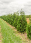 Buy Techny Arborvitae Trees | Planting & Warranty - iTrees.com