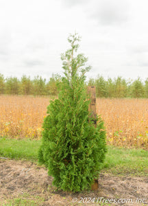 Buy Techny Arborvitae Trees | Planting & Warranty - iTrees.com