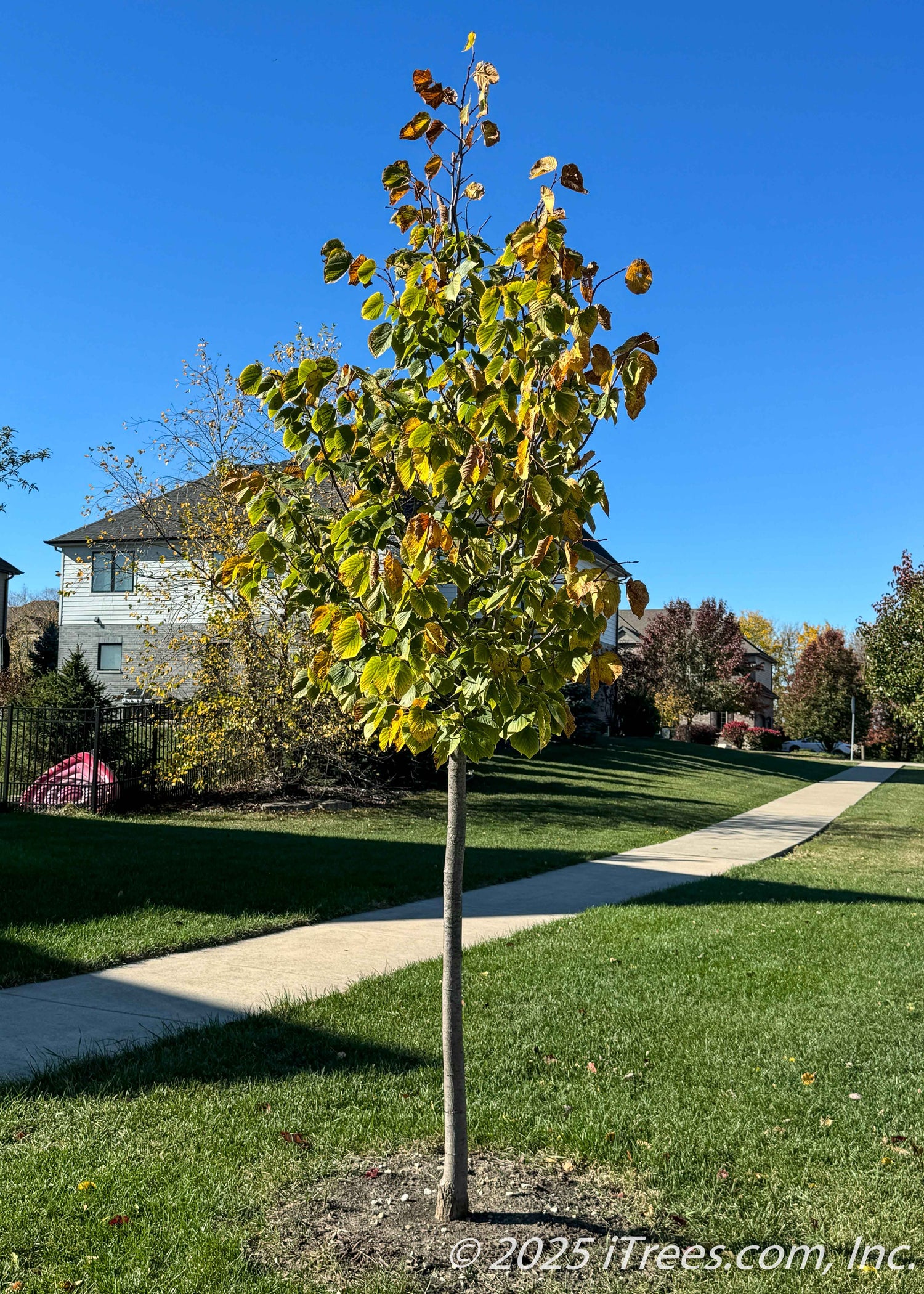 American Sentry® Linden