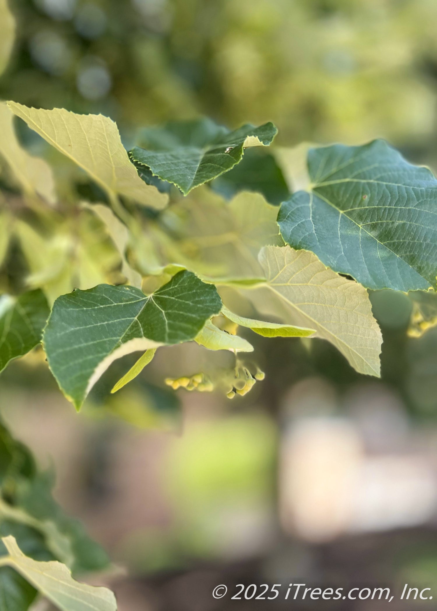 Green Mountain® Silver Linden