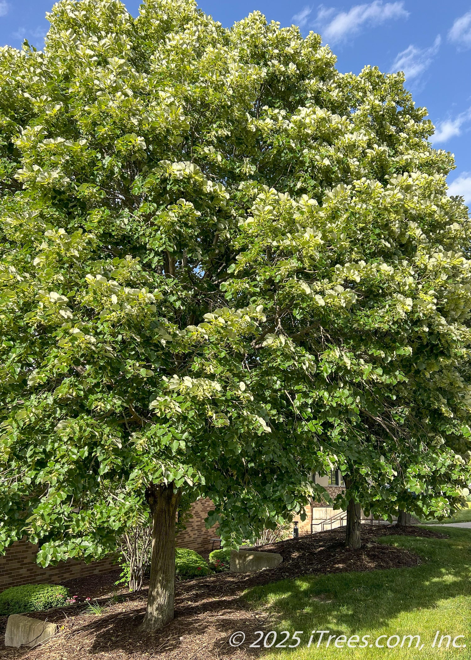 Green Mountain® Silver Linden