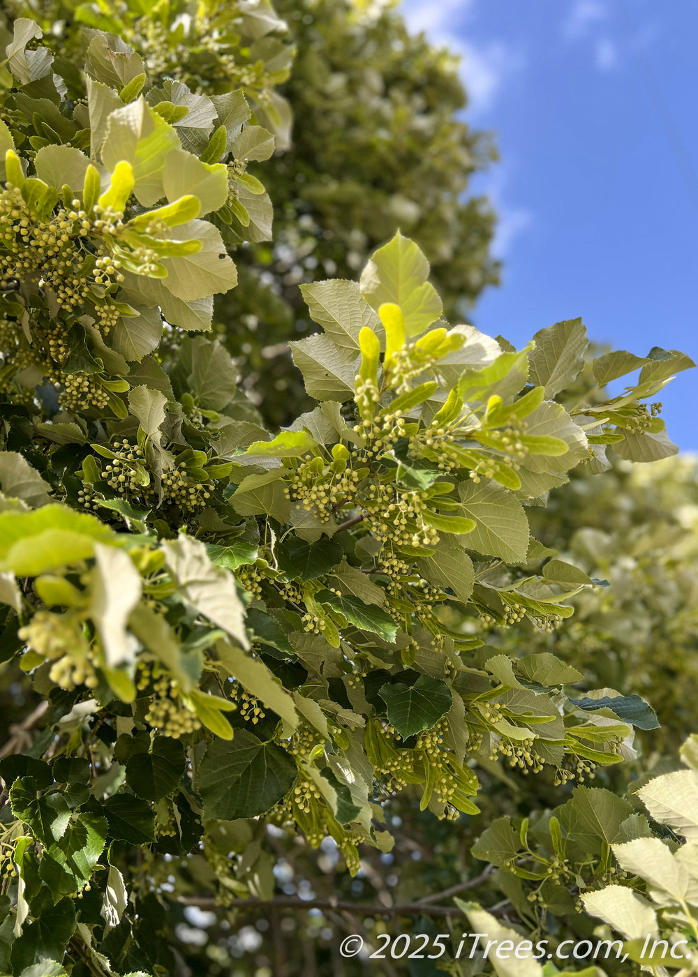 Green Mountain® Silver Linden