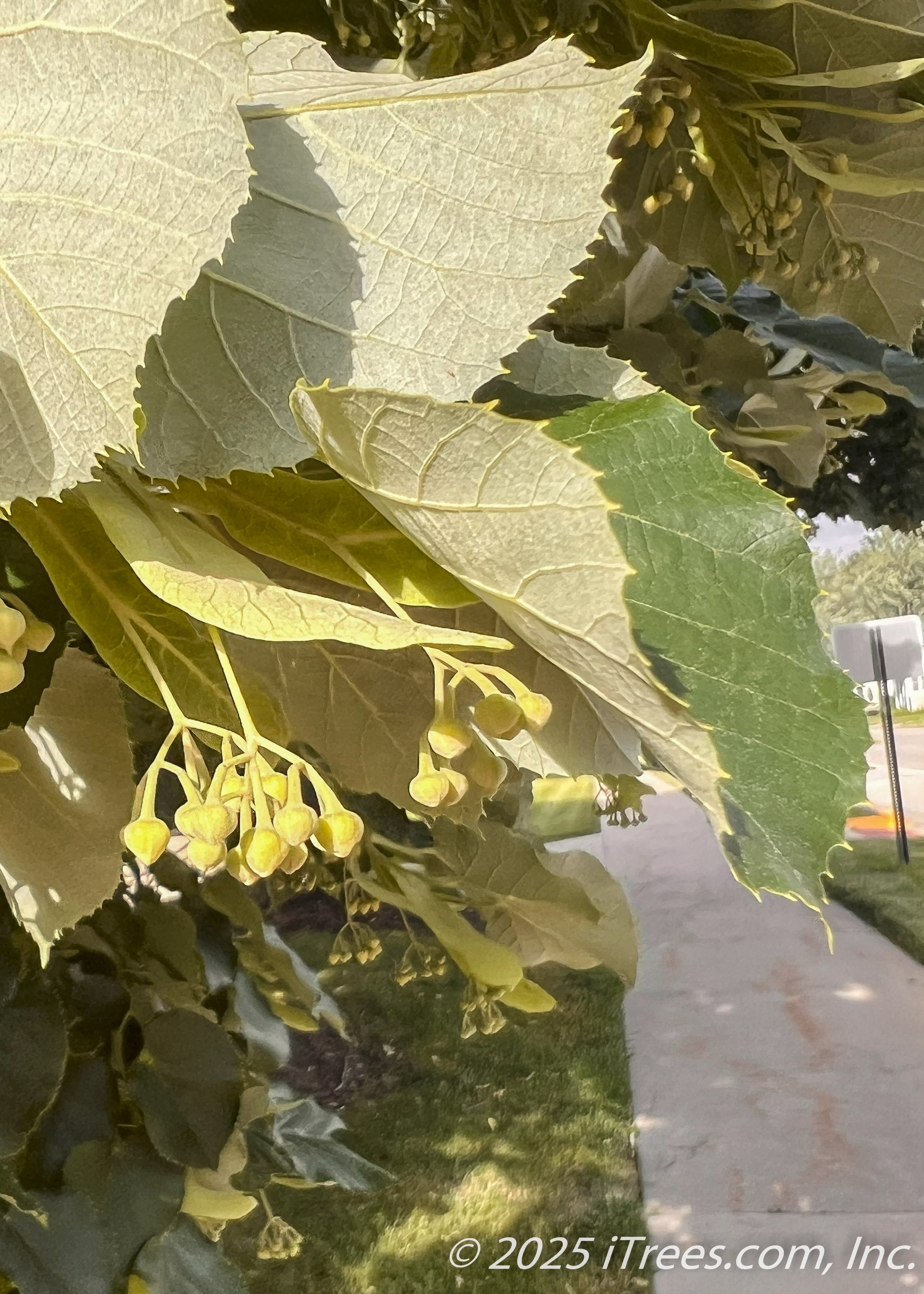 Green Mountain® Silver Linden