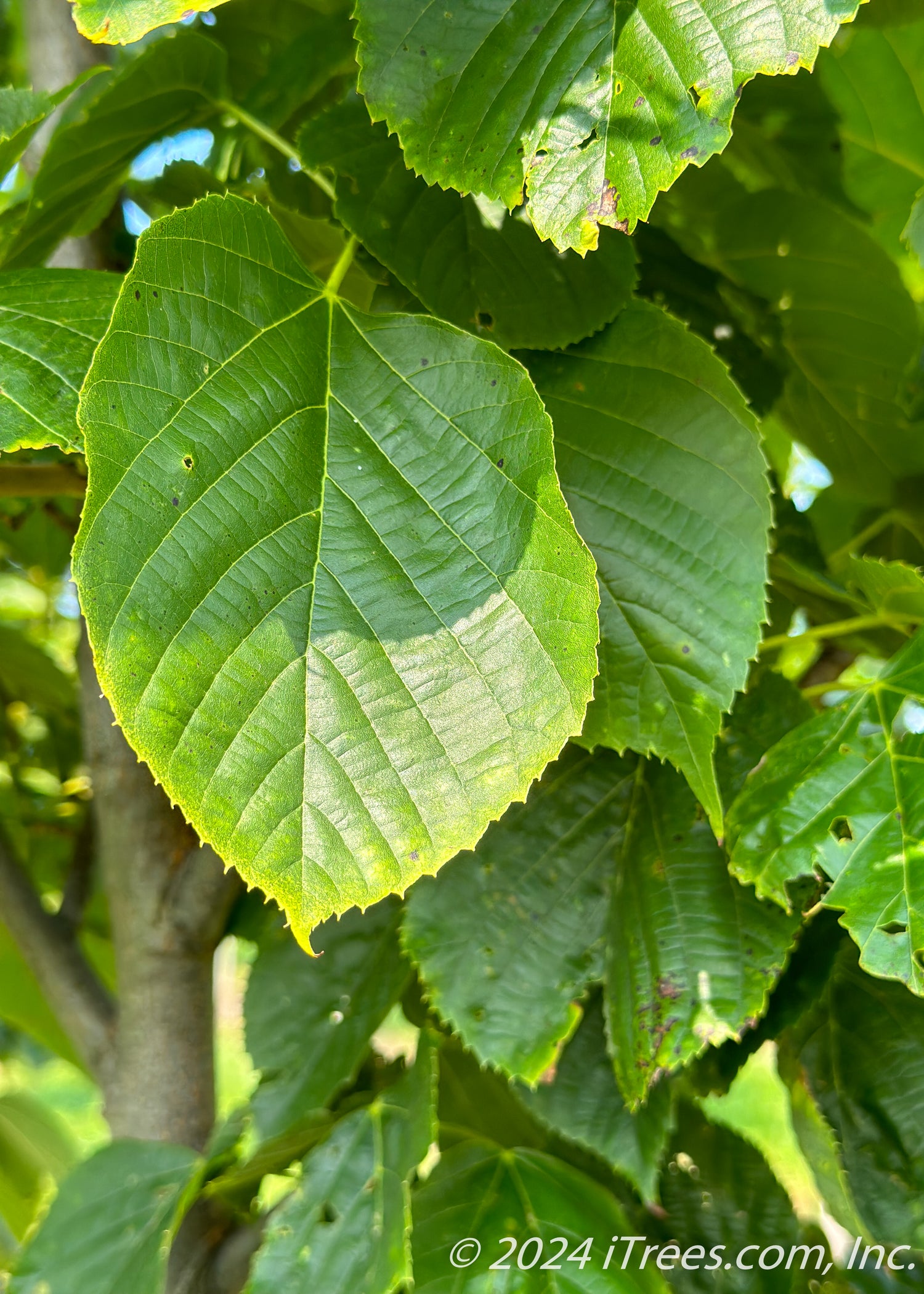 Redmond American Linden