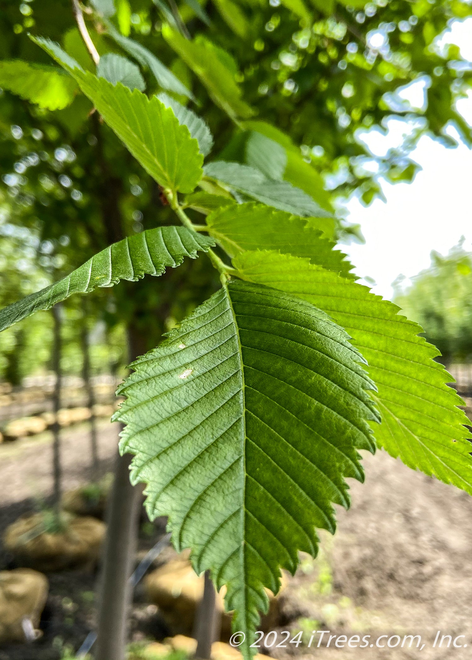 Princeton American Elm