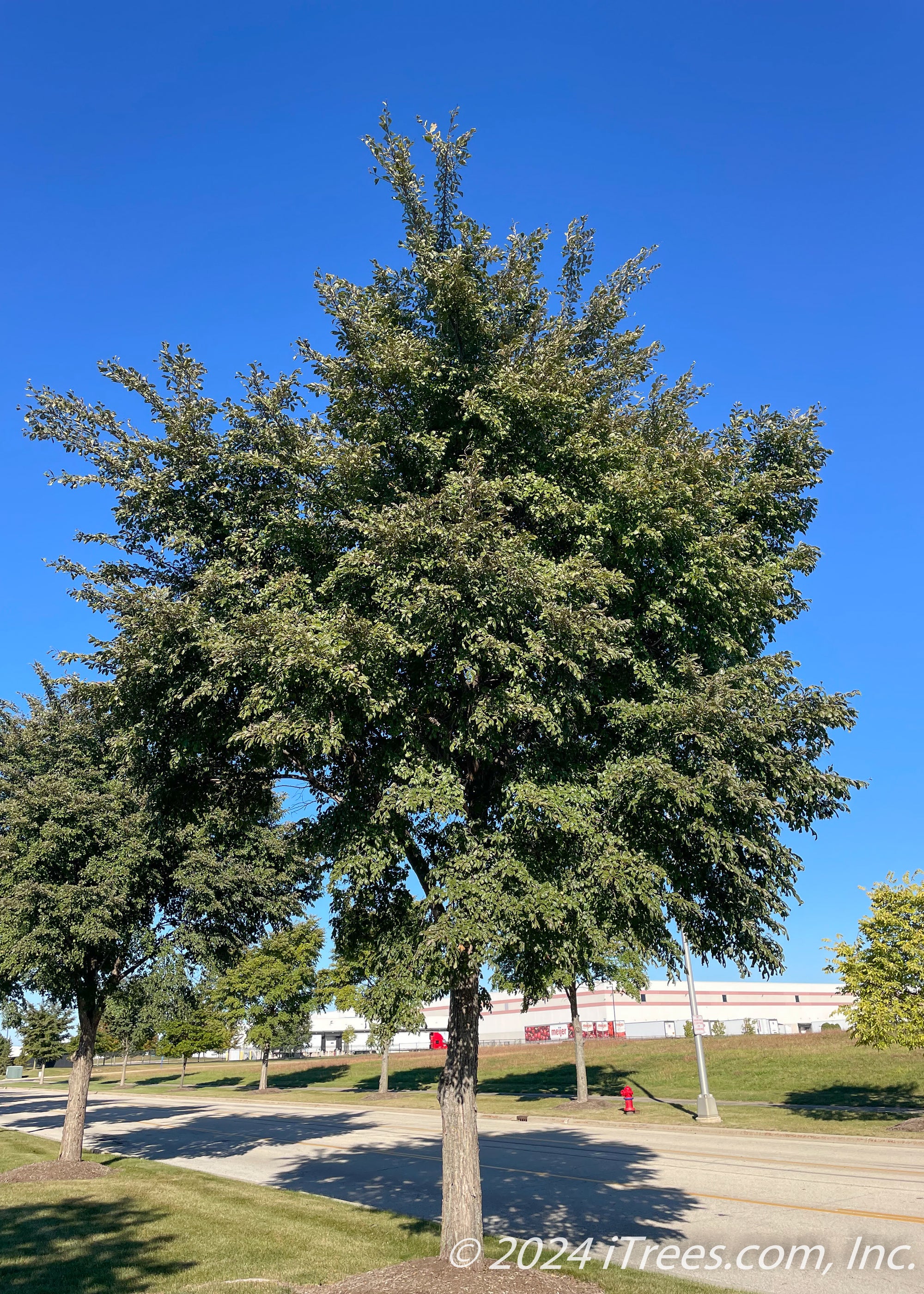 Accolade® Elm Tree for Sale | Disease-Resistant Elm Tree | Free ...