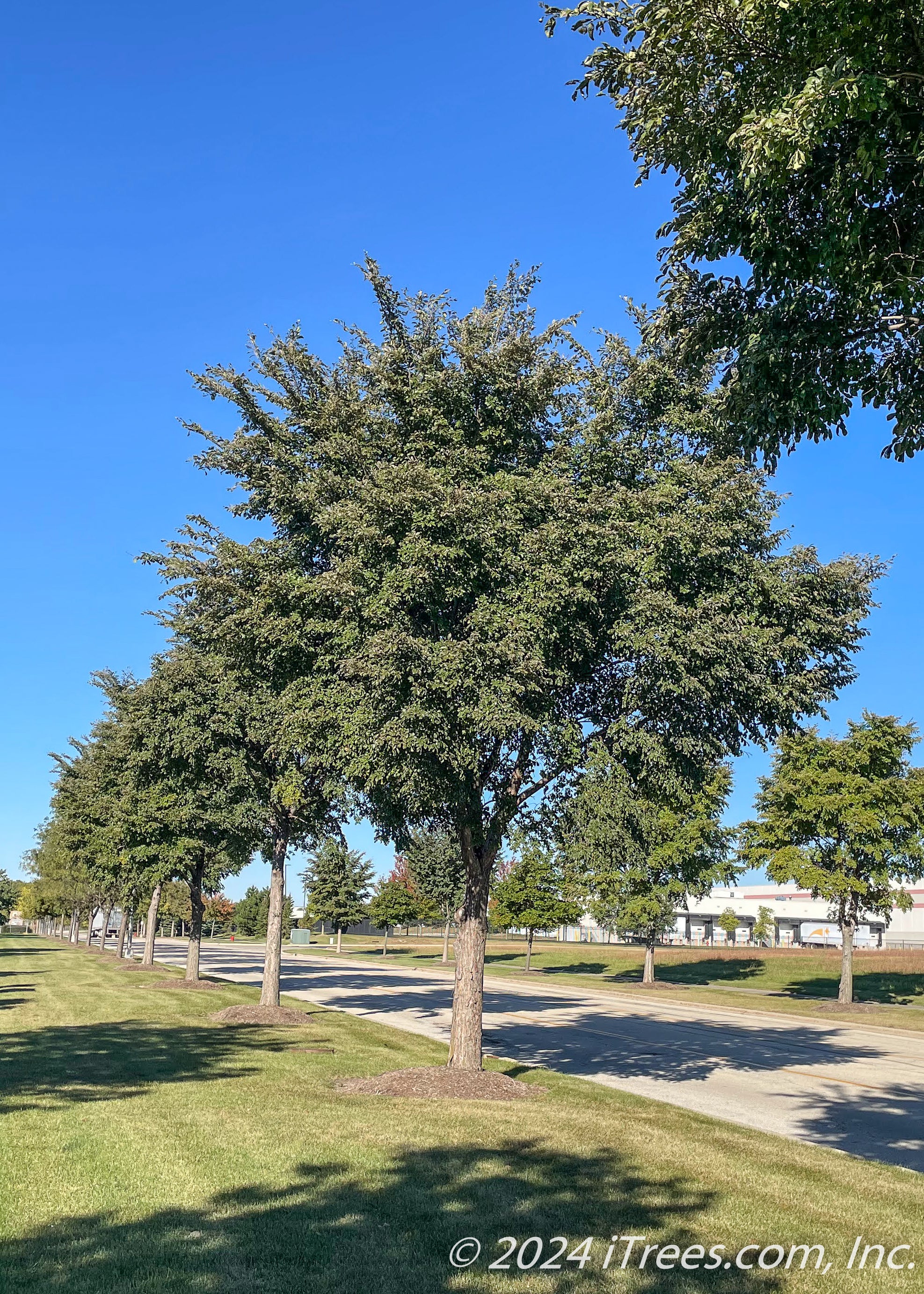 Accolade® Elm Tree for Sale | Disease-Resistant Elm Tree | Free ...