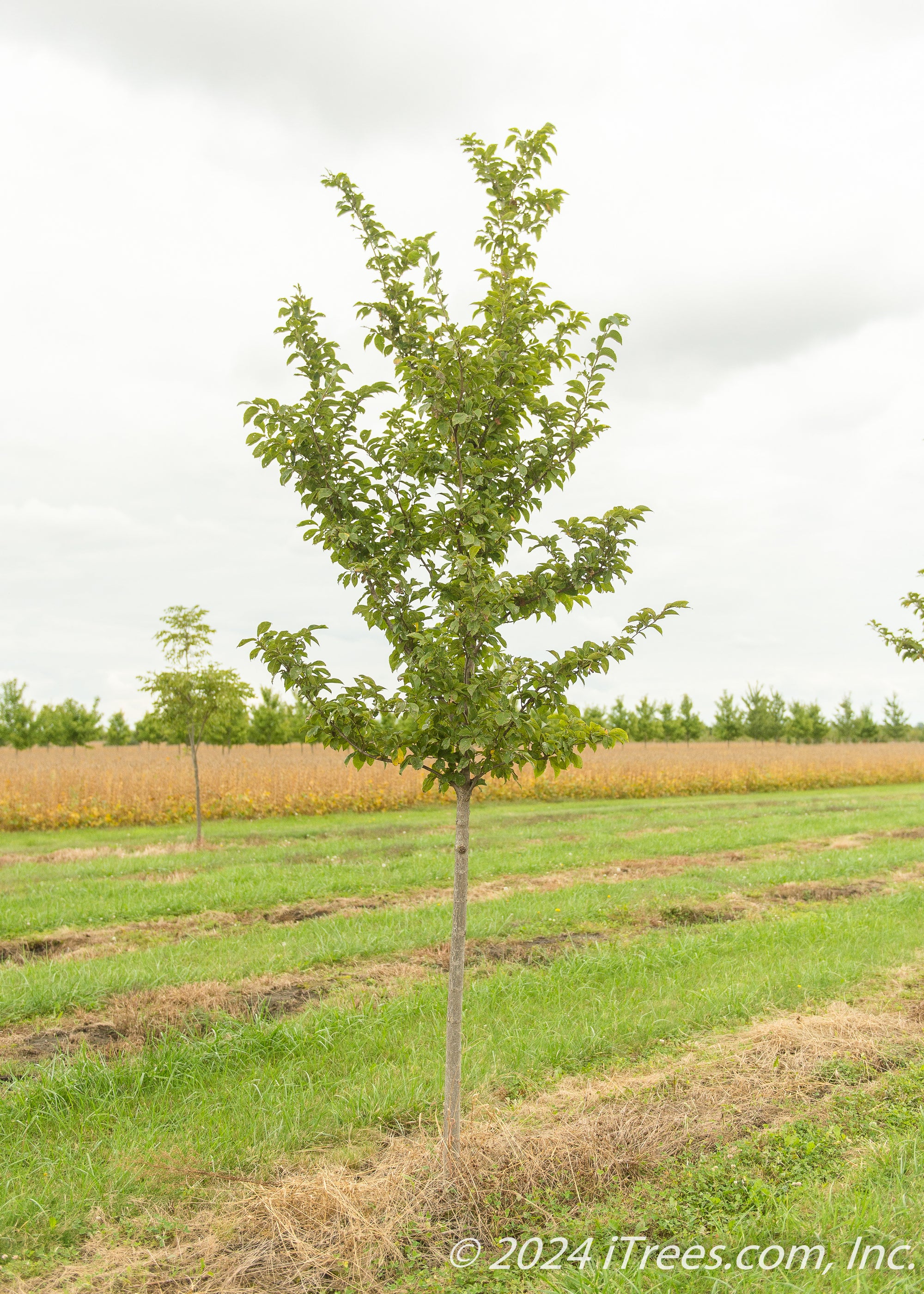 Emerald Sunshine Elm