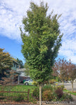 Musashino Japanese Zelkova