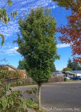 Musashino Japanese Zelkova