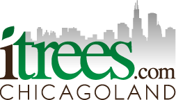 The Best Love Songs with Lyrics Inspired by Trees